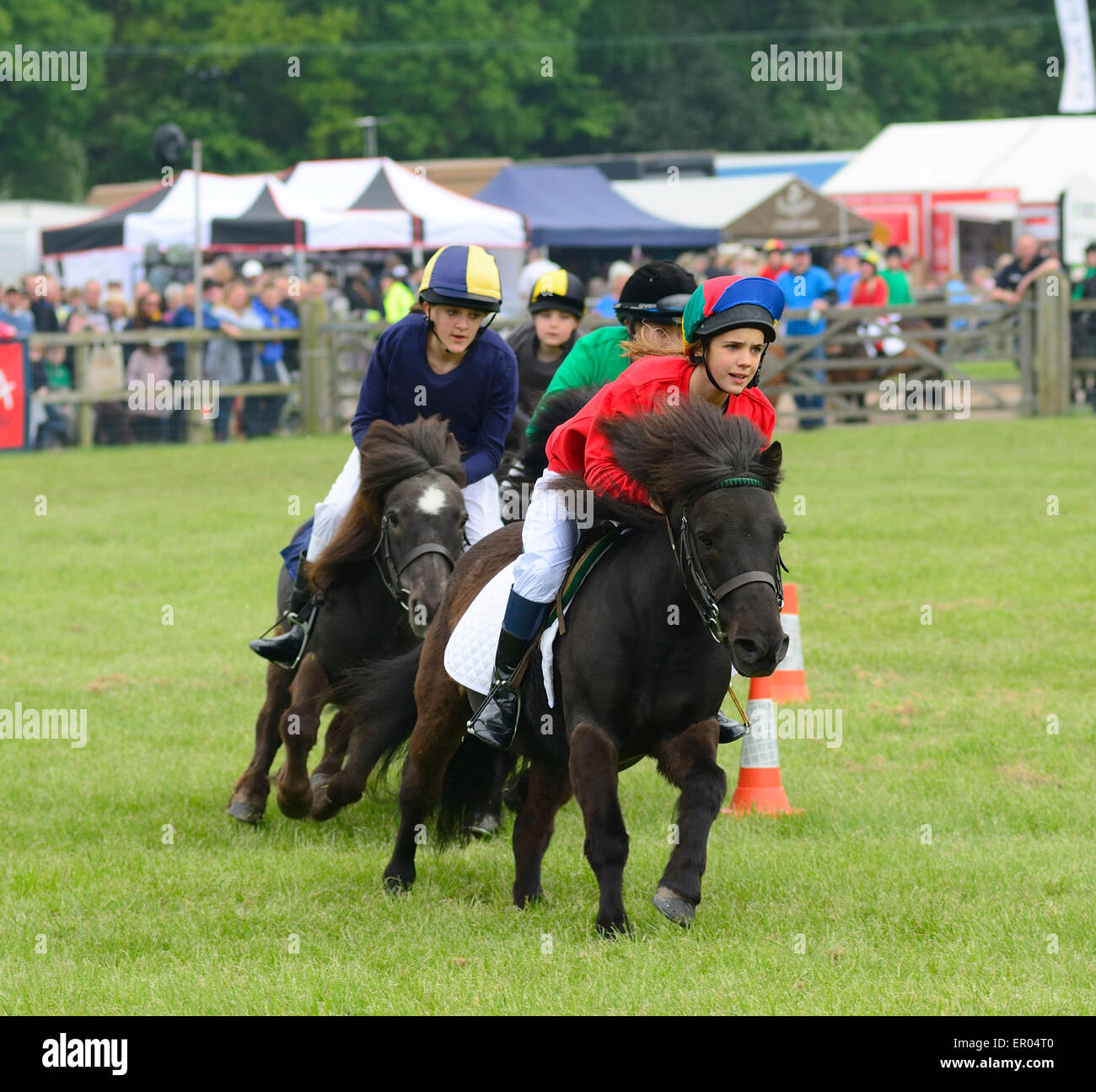 Shetland horses -Fotos und -Bildmaterial in hoher Auflösung – Alamy
