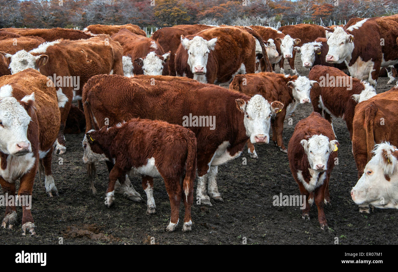 Rinder weiden auf einer weide -Fotos und -Bildmaterial in hoher ...