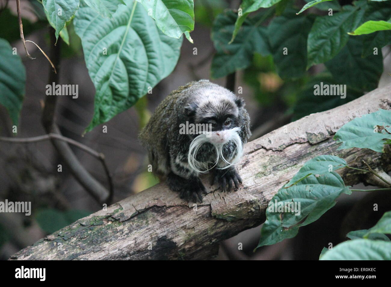 Tamarin, Kaiser, Tier, Peru, Amazonas, Affe, Saguinus, Zoo, Regen ...