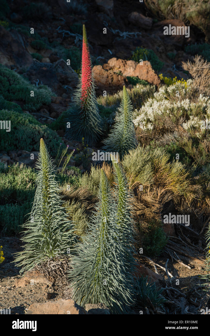 Tajinaste rojo echium wildpretii in -Fotos und -Bildmaterial in hoher ...
