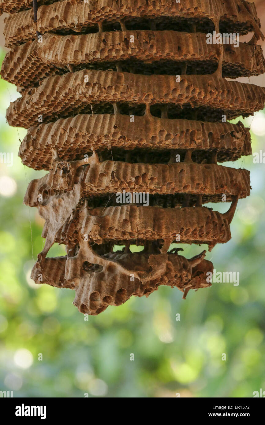 Waben der Wildbienen Stockfotografie - Alamy