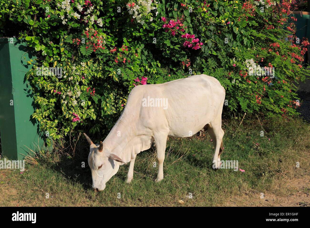 Brahman oder Brahma eine Rasse von Zebu Rinder, Pasikudah Bay, Eastern ...