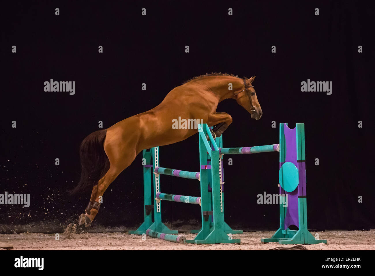 Jumping horse -Fotos und -Bildmaterial in hoher Auflösung – Alamy