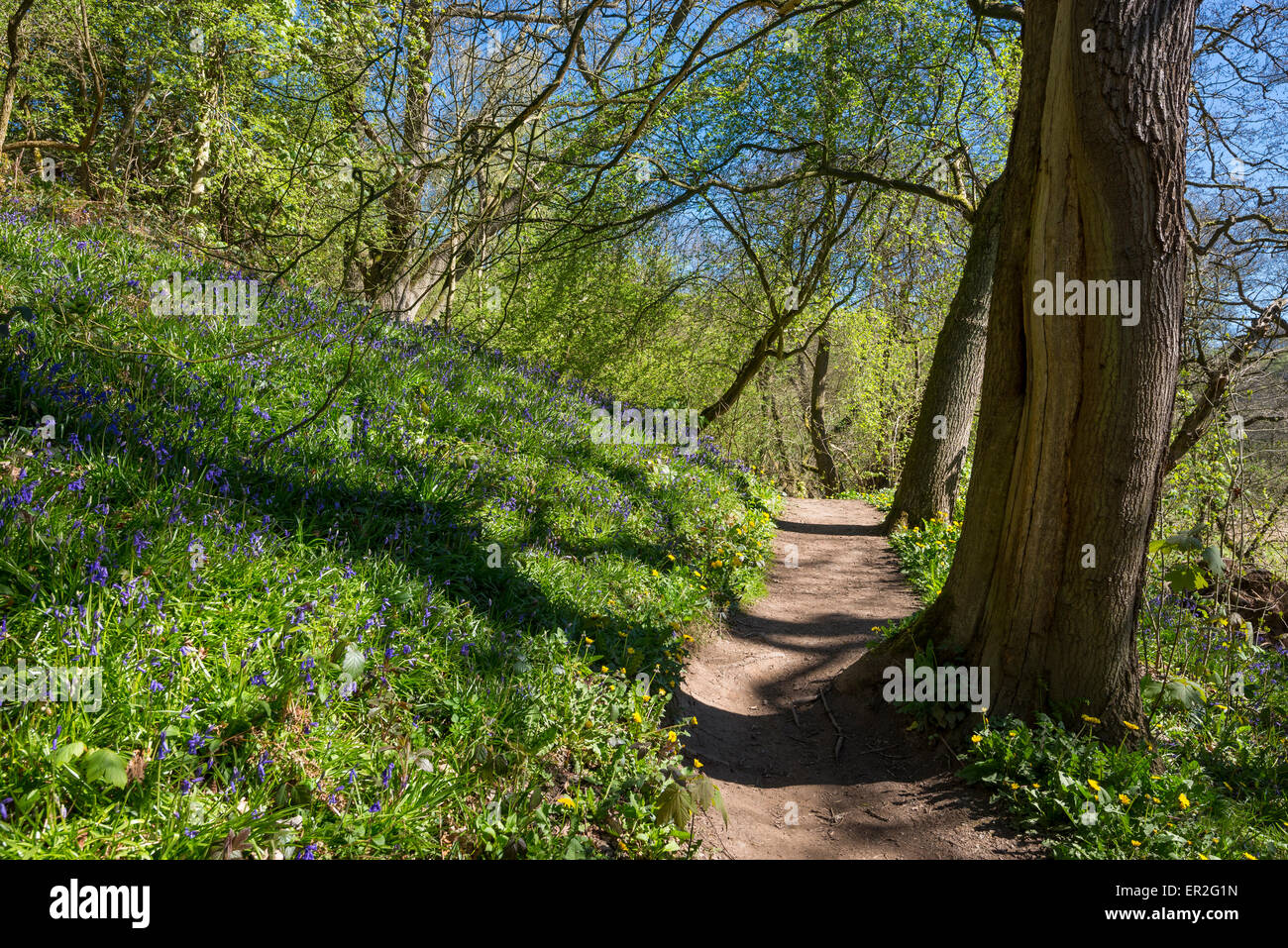 Wanderweg im Etherow Country Park in der Nähe von Stockport. Frühling ...