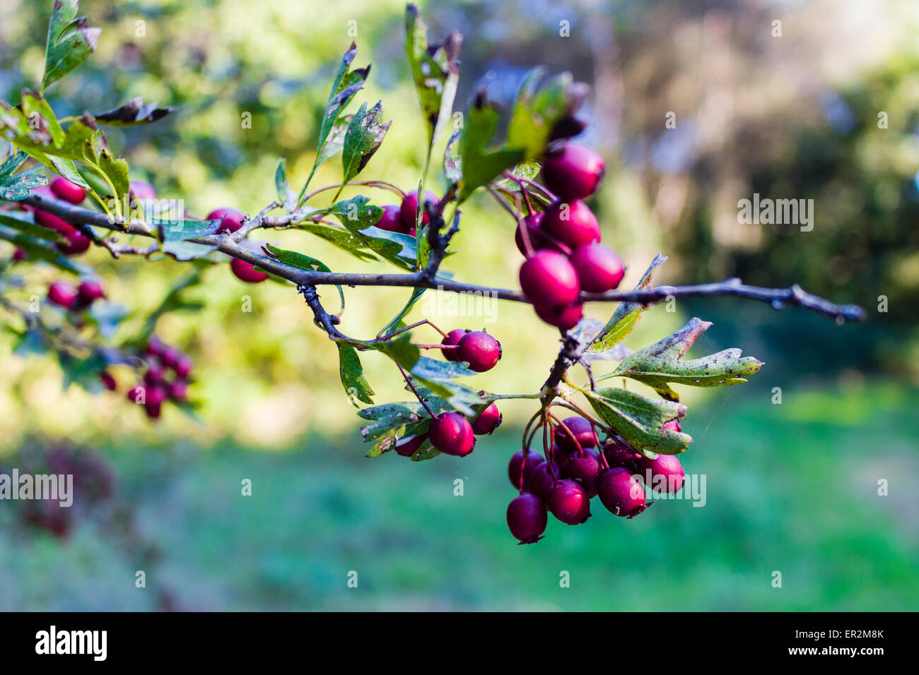 Rote Waldbeeren auf braunen Zweige mit grünen Blättern in den ...