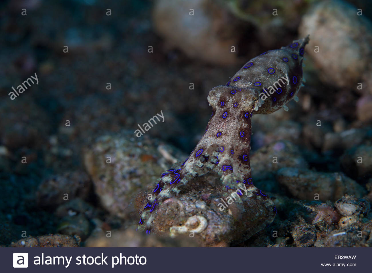 Deadly Blue Ringed Octopus Stockfotos & Deadly Blue Ringed Octopus ...