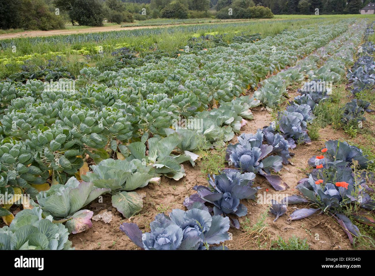 DEU, Deutschland, Feld mit Rosenkohl, weißer und roter Kohl. DEU ...