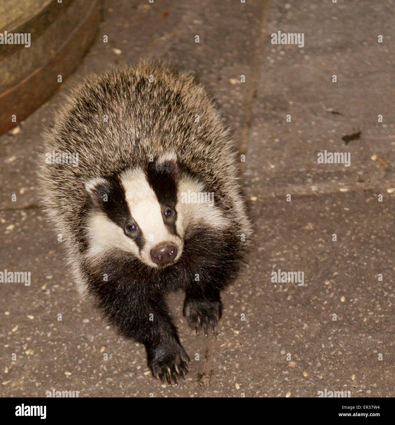 Seenplatte 26. 2015 erste Baby Dachs des Jahres macht seinen ersten ...