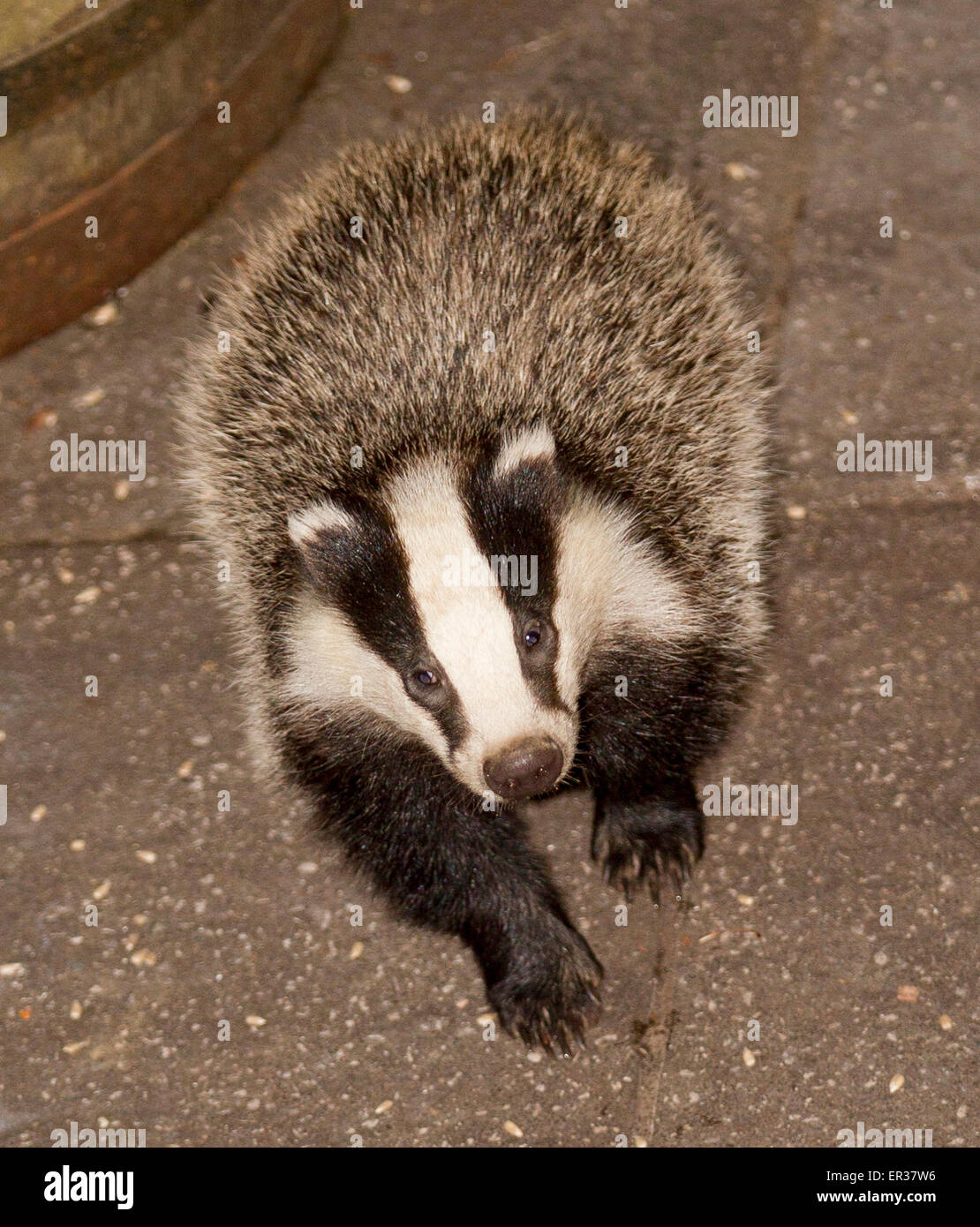 Seenplatte 26. 2015 erstes Baby Dachs Kit, Jungtier des Jahres macht ...