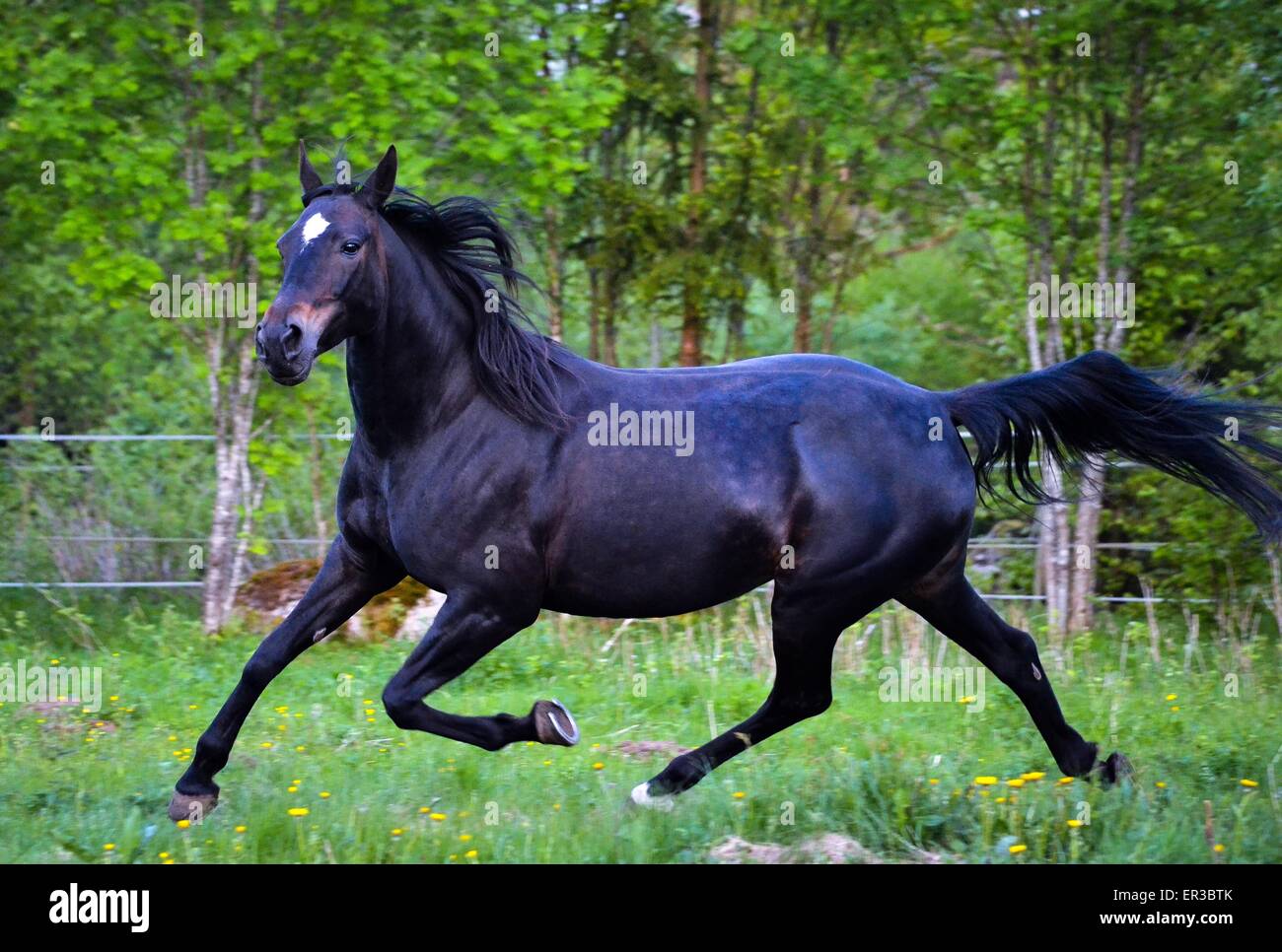 Black horse running -Fotos und -Bildmaterial in hoher Auflösung – Alamy