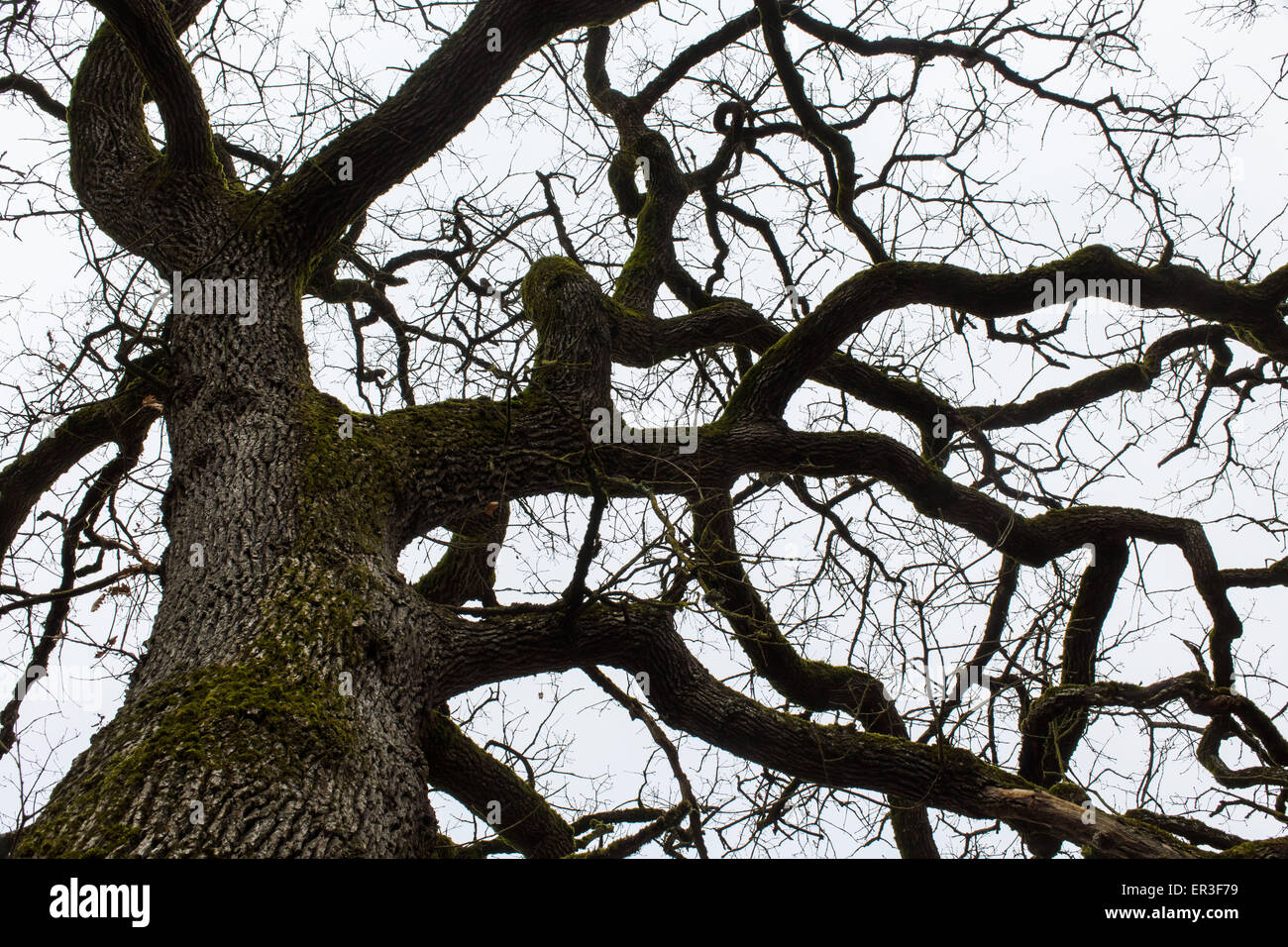 Winter baum bild -Fotos und -Bildmaterial in hoher Auflösung – Alamy