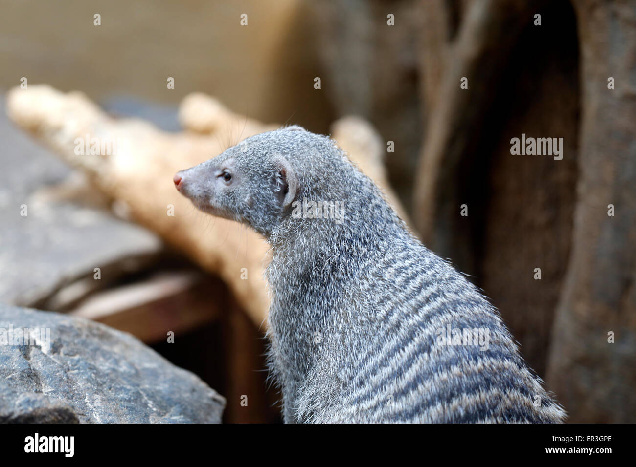 Die Zebramangusten findet sich in Zentral- und Ostafrika. Er ernährt ...