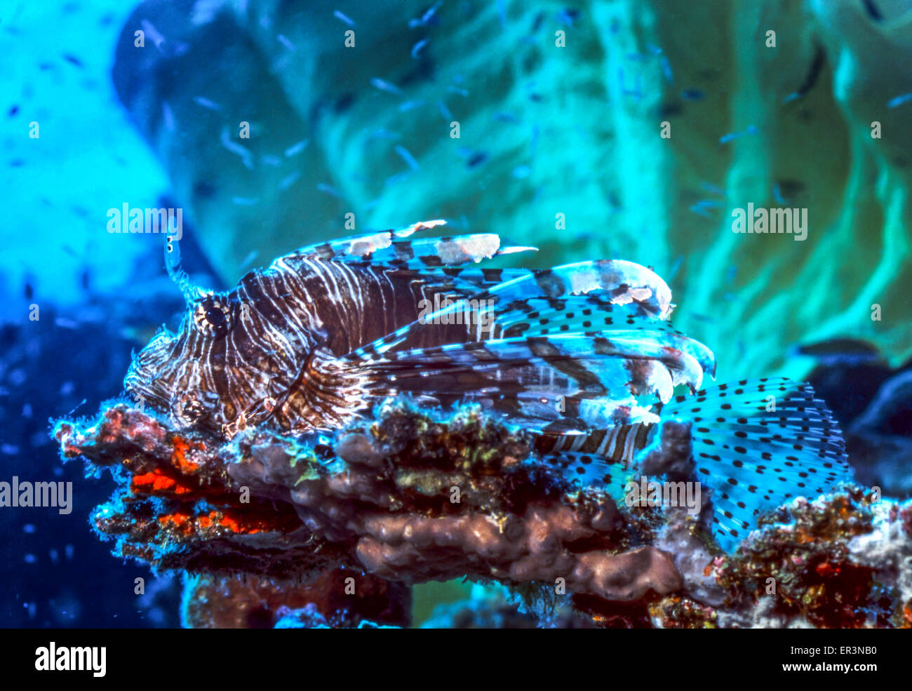Fish fins reef -Fotos und -Bildmaterial in hoher Auflösung – Alamy