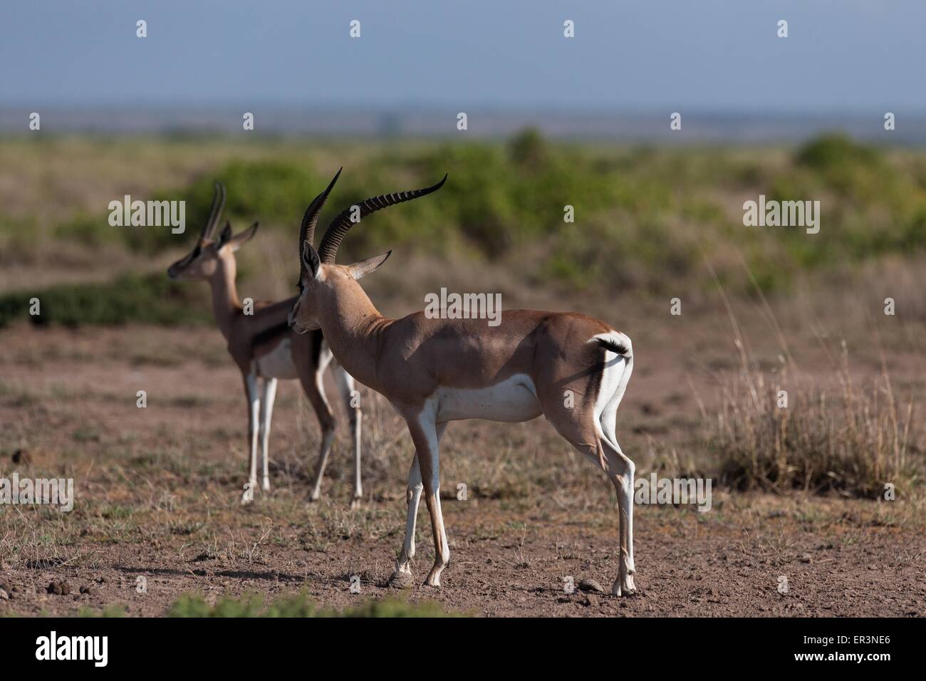 Antilopen tiere in afrika -Fotos und -Bildmaterial in hoher Auflösung ...