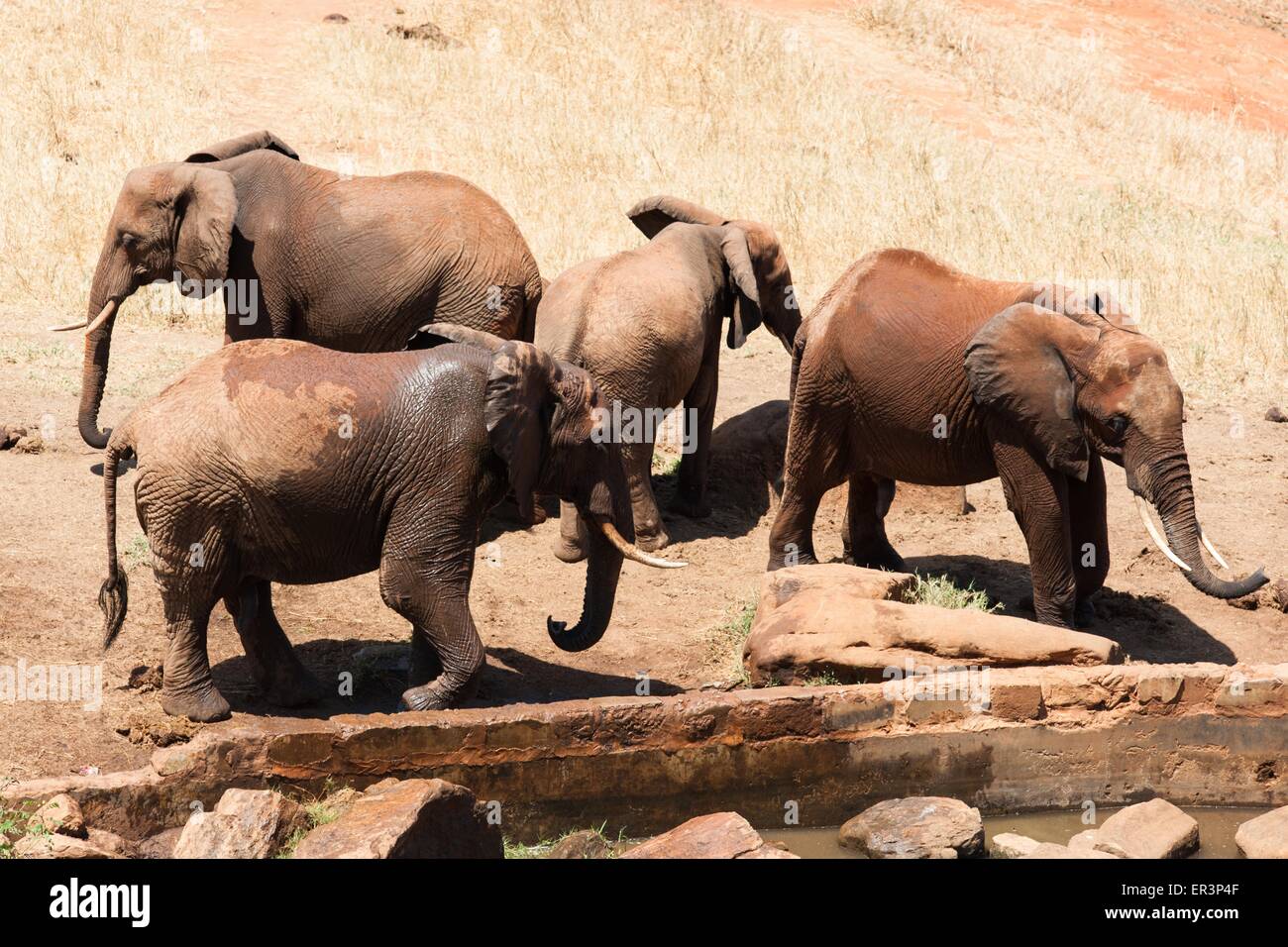 Familie wildtiere -Fotos und -Bildmaterial in hoher Auflösung – Alamy