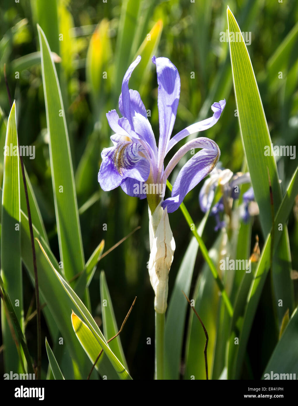 Iris loop the loop -Fotos und -Bildmaterial in hoher Auflösung – Alamy