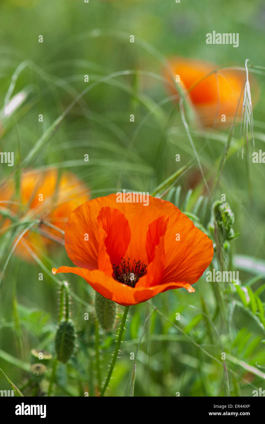 Blume Foto Rot Mohn Stockfotos und -bilder Kaufen - Alamy