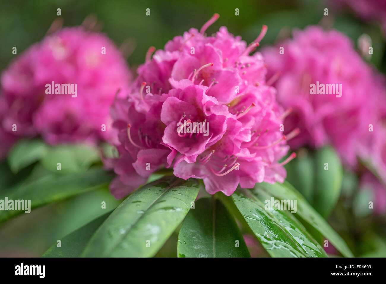 Dunkel rosa Rhododendron Catherine von Tol Blüte Nahaufnahme ...