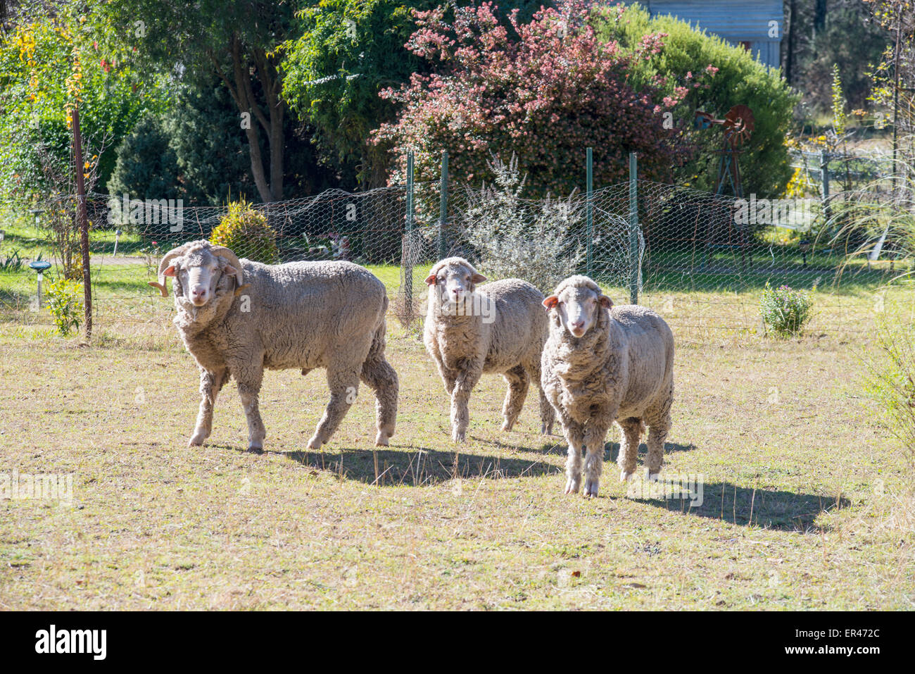 Hoe ram -Fotos und -Bildmaterial in hoher Auflösung – Alamy