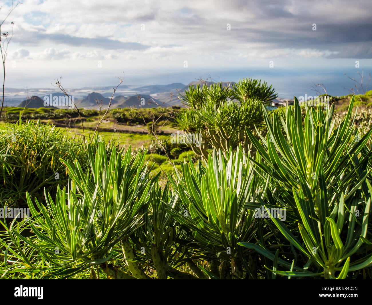 Endemische pflanzen auf teneriffa -Fotos und -Bildmaterial in hoher ...