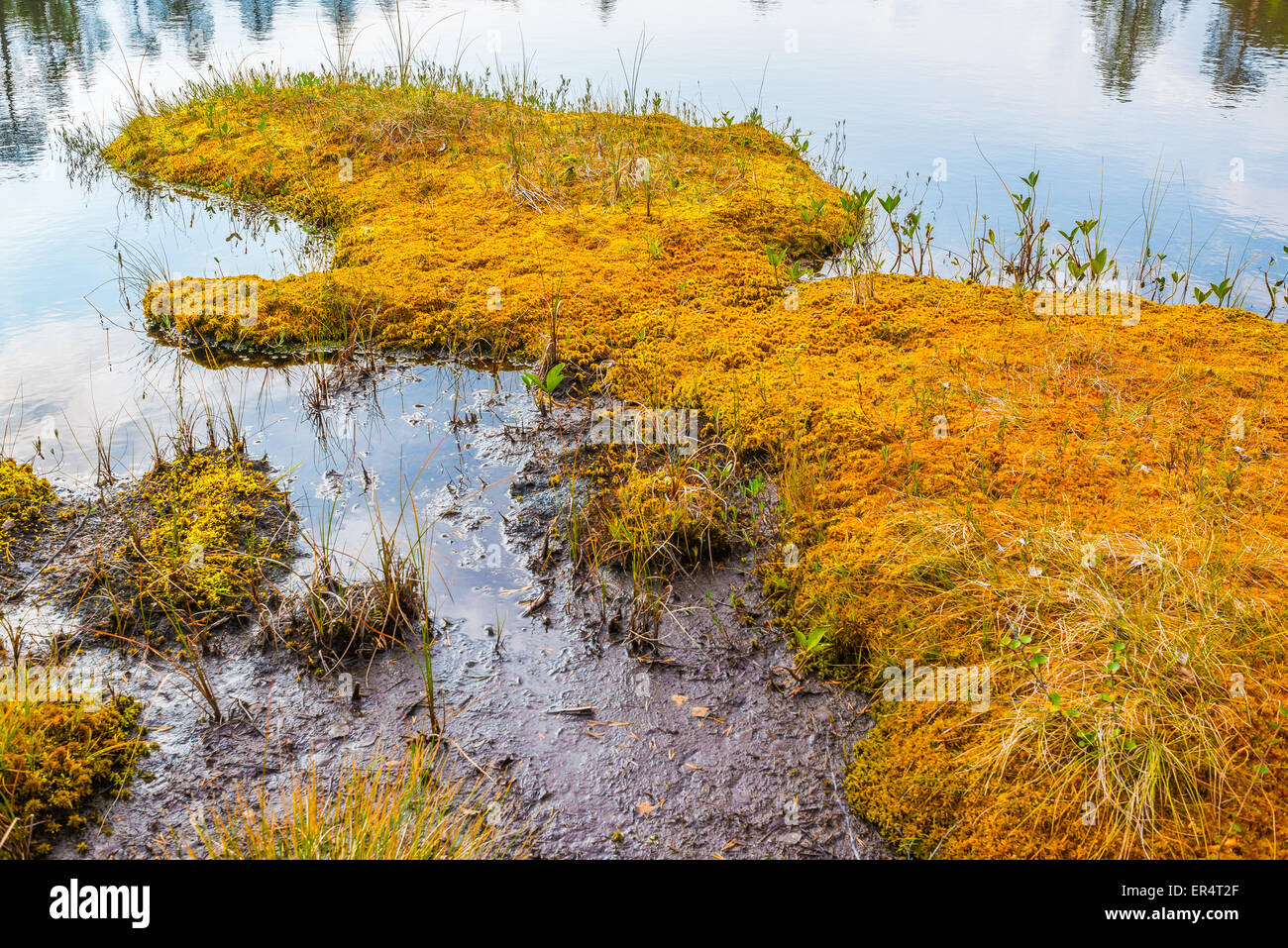 Im Herbst farbige Moos Muster im Sumpf Stockfotografie - Alamy