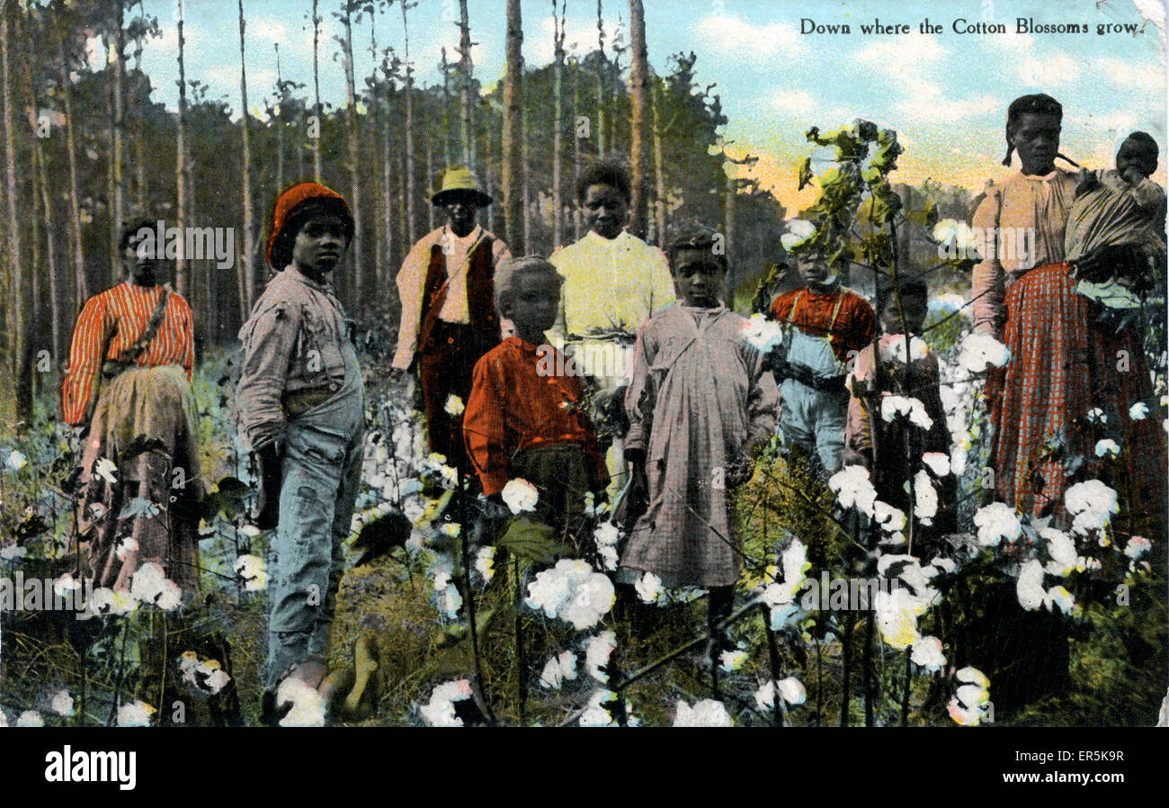 Neger Cotton Pickers, Louisiana, USA. Veröffentlichten New Orleans ...
