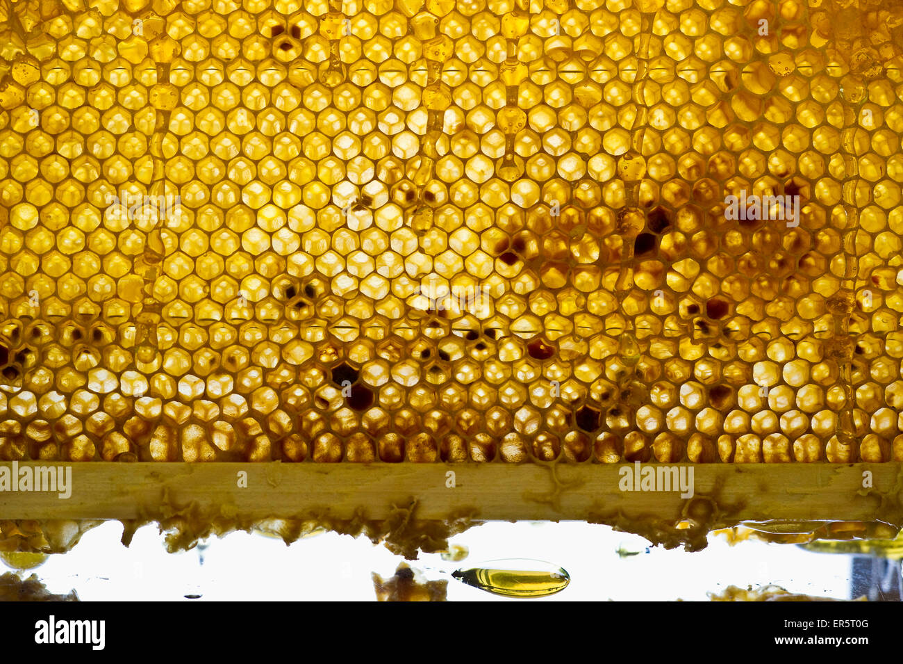 The honeycombs -Fotos und -Bildmaterial in hoher Auflösung – Alamy