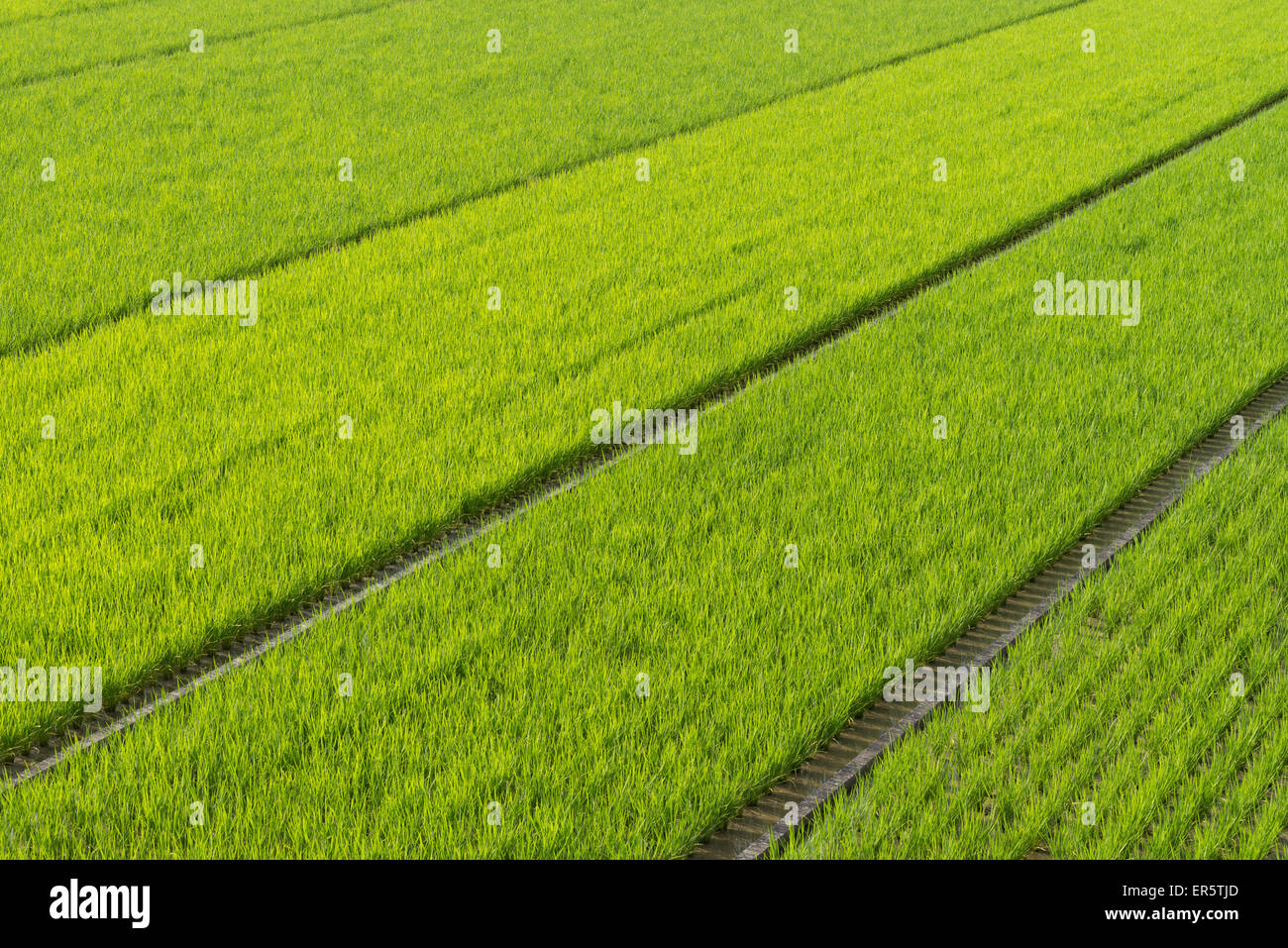 Japanische reisfelder -Fotos und -Bildmaterial in hoher Auflösung – Alamy