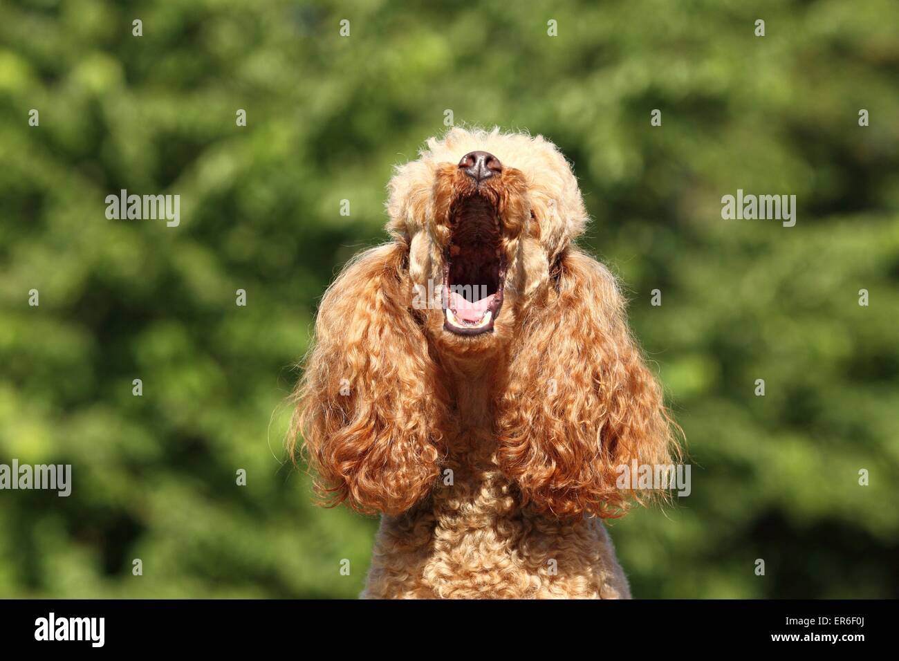Bellende hunde -Fotos und -Bildmaterial in hoher Auflösung – Alamy