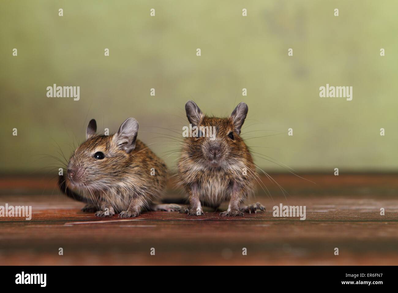 Degu baby -Fotos und -Bildmaterial in hoher Auflösung – Alamy