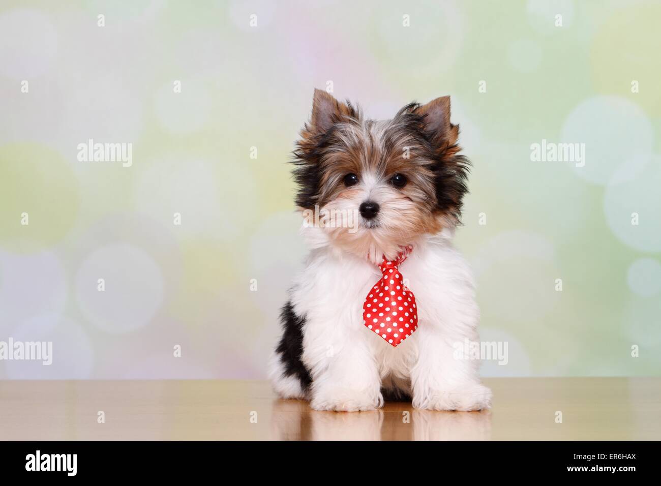 Biewer terrier -Fotos und -Bildmaterial in hoher Auflösung – Alamy