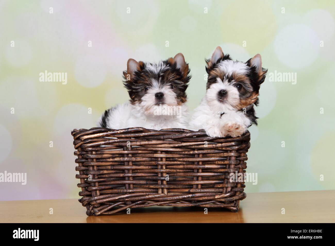 Biewer Terrier Welpen Stockfotografie - Alamy