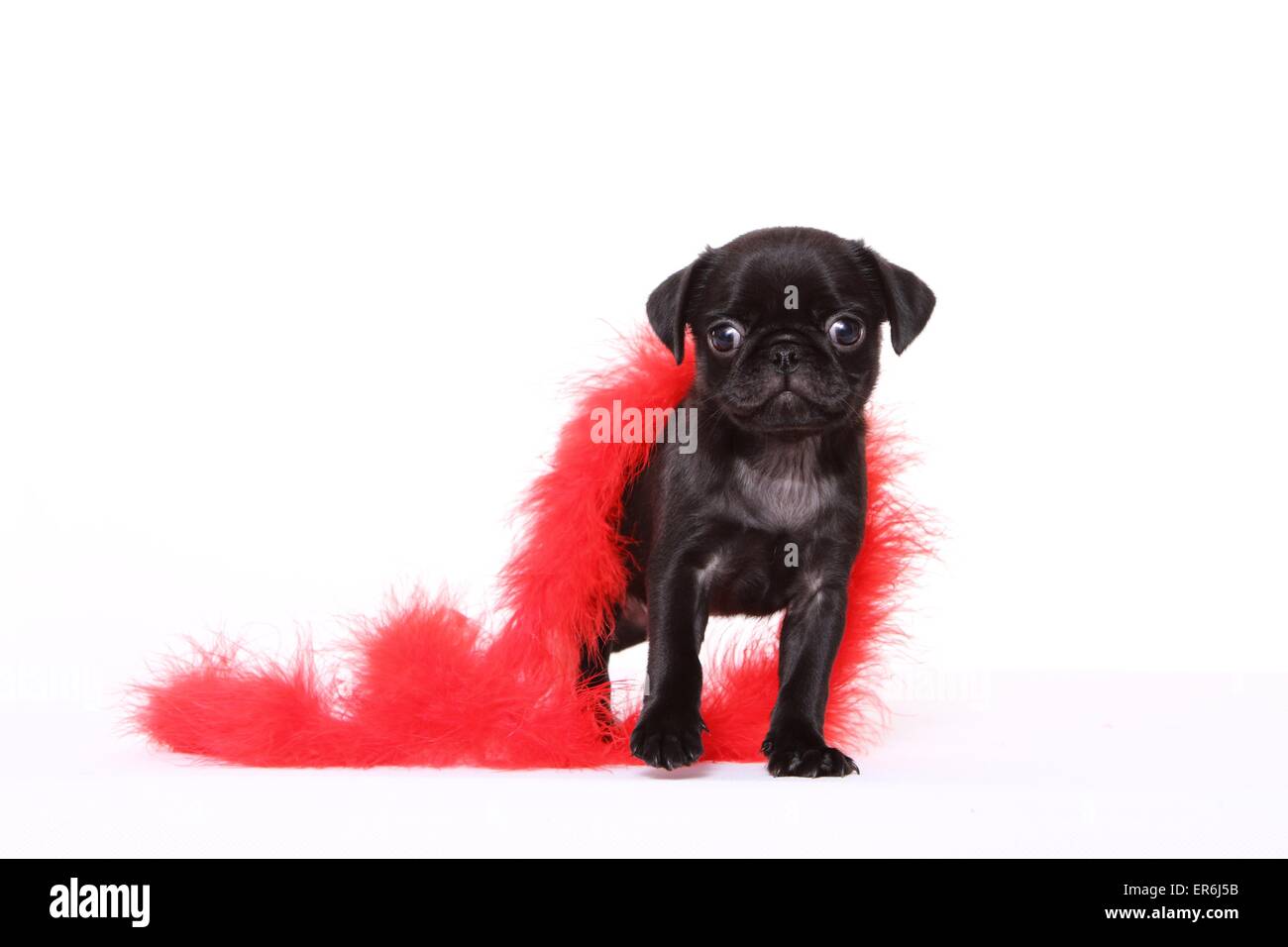 Mops lustig Ausgeschnittene Stockfotos und -bilder - Alamy