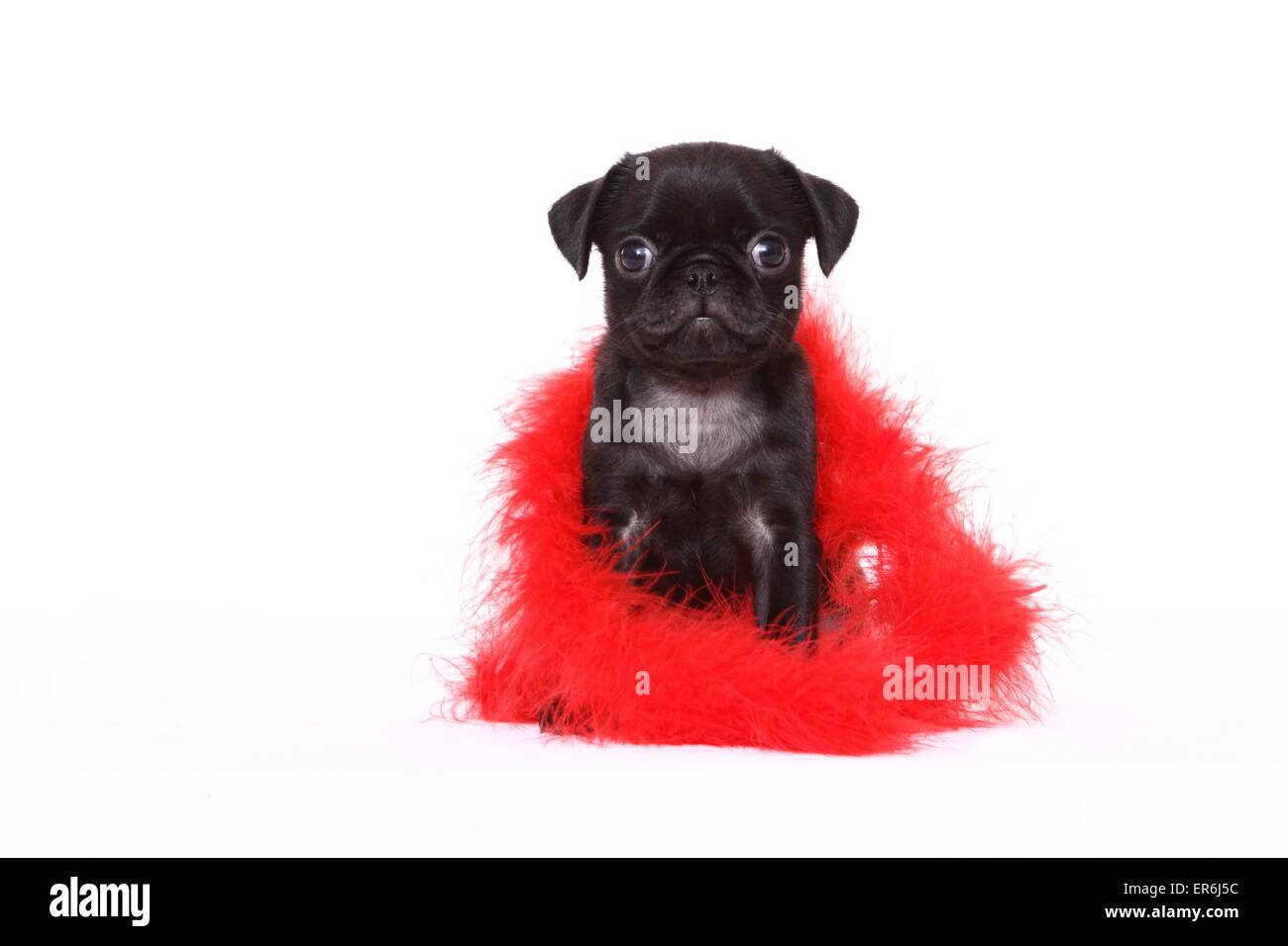 Mops lustig Ausgeschnittene Stockfotos und -bilder - Alamy