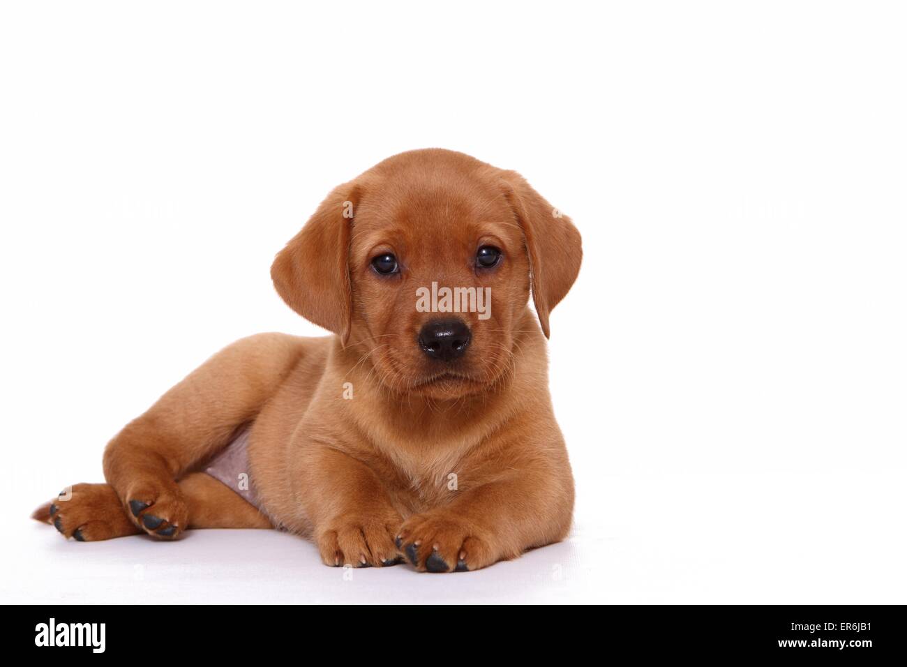 Red labrador puppy -Fotos und -Bildmaterial in hoher Auflösung – Alamy