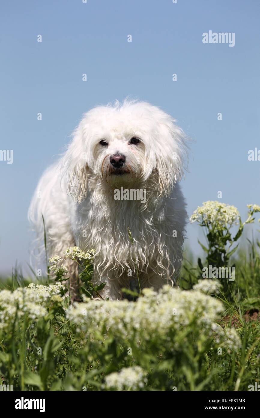 Kleiner maltesischer hund stehend -Fotos und -Bildmaterial in hoher ...