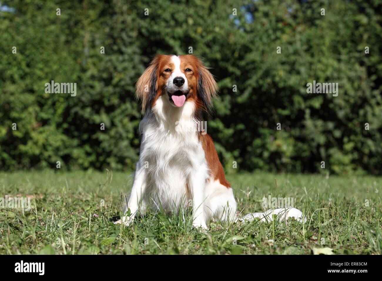 Kooikerhondje hund -Fotos und -Bildmaterial in hoher Auflösung – Alamy