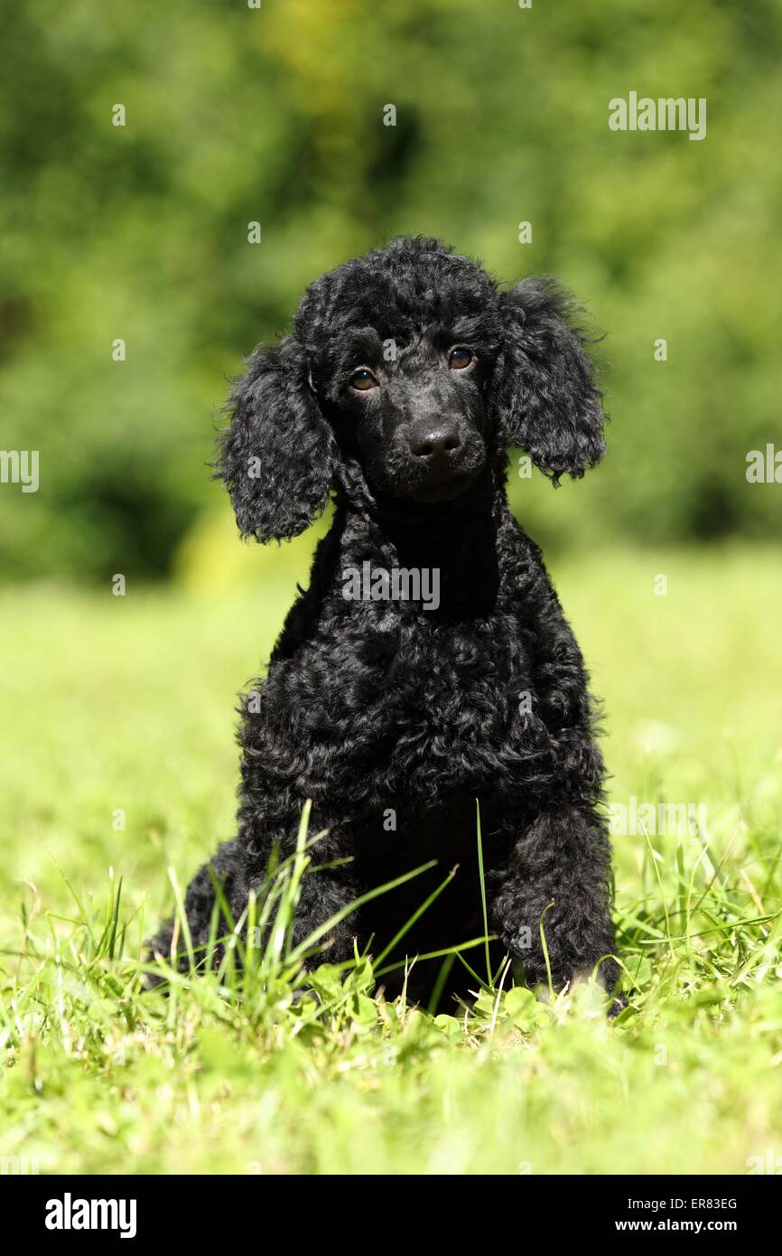 Sitting black poodle puppy -Fotos und -Bildmaterial in hoher Auflösung ...