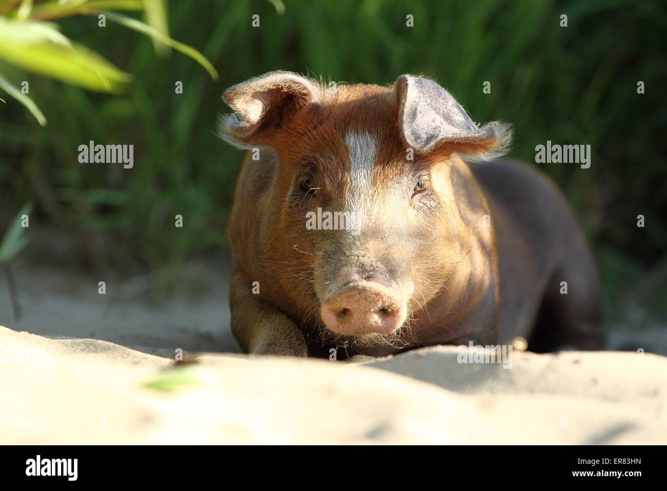 Weibchen mit ferkel -Fotos und -Bildmaterial in hoher Auflösung – Alamy