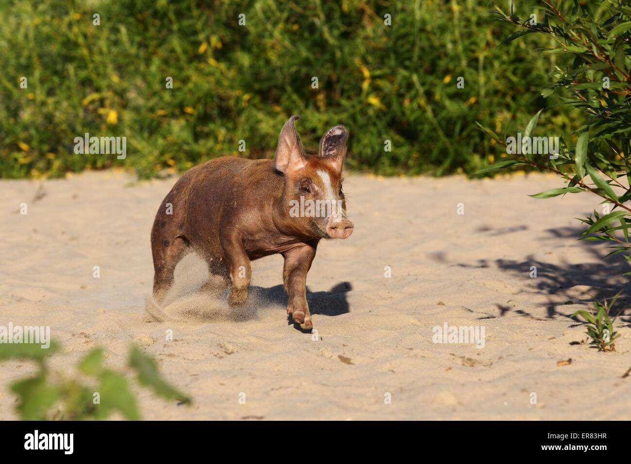 Ferkel laufen -Fotos und -Bildmaterial in hoher Auflösung – Alamy