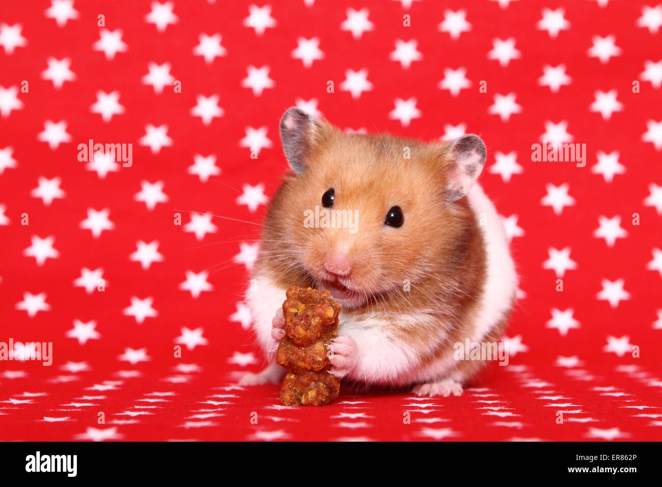 Golden hamster teddy hamster eating -Fotos und -Bildmaterial in hoher ...
