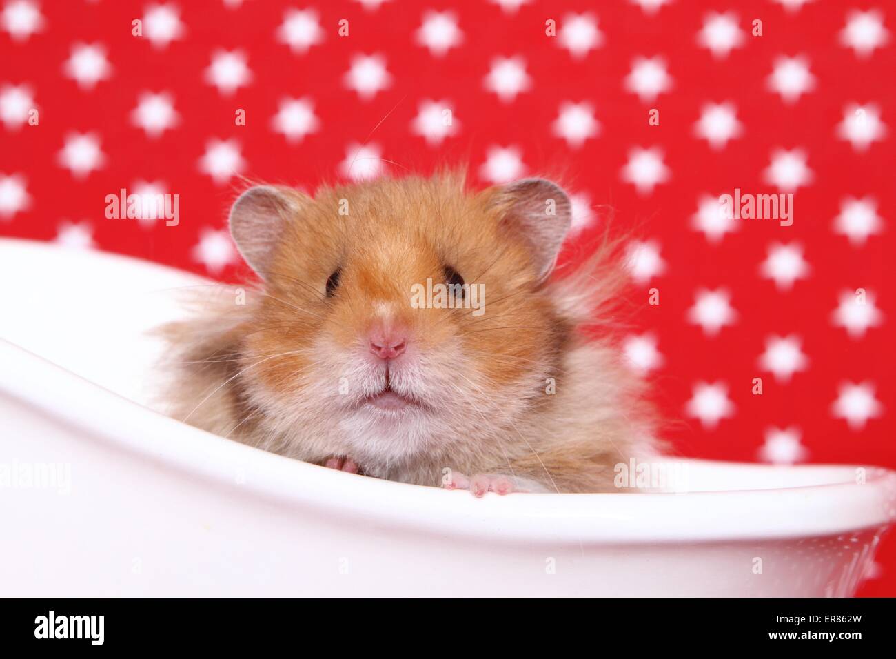 Teddy hamster -Fotos und -Bildmaterial in hoher Auflösung – Alamy