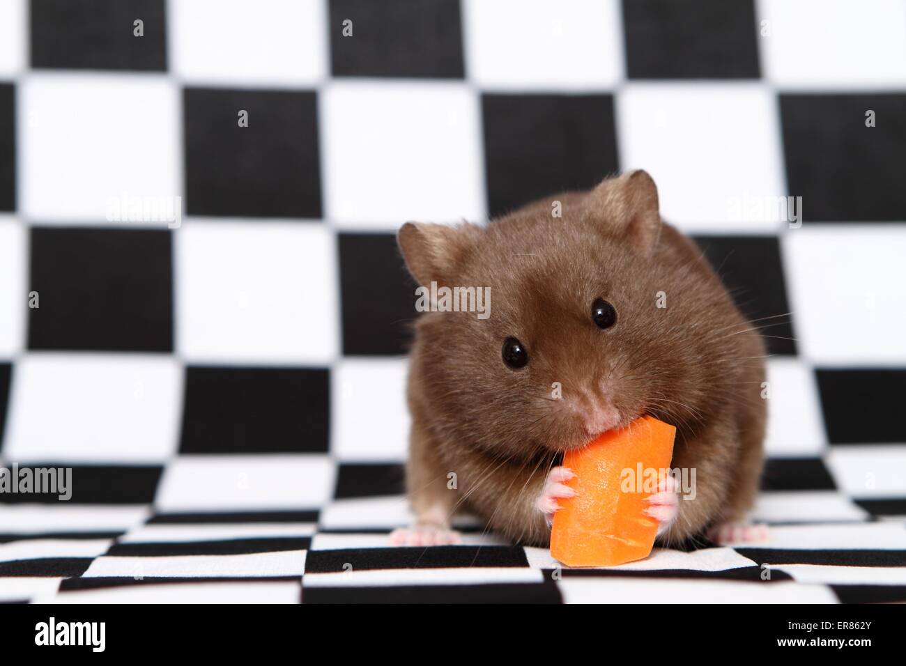 Golden hamster teddy hamster eating -Fotos und -Bildmaterial in hoher ...