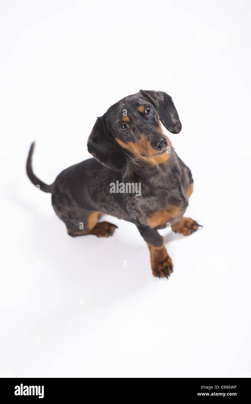 Sitzender tiger -Fotos und -Bildmaterial in hoher Auflösung – Alamy