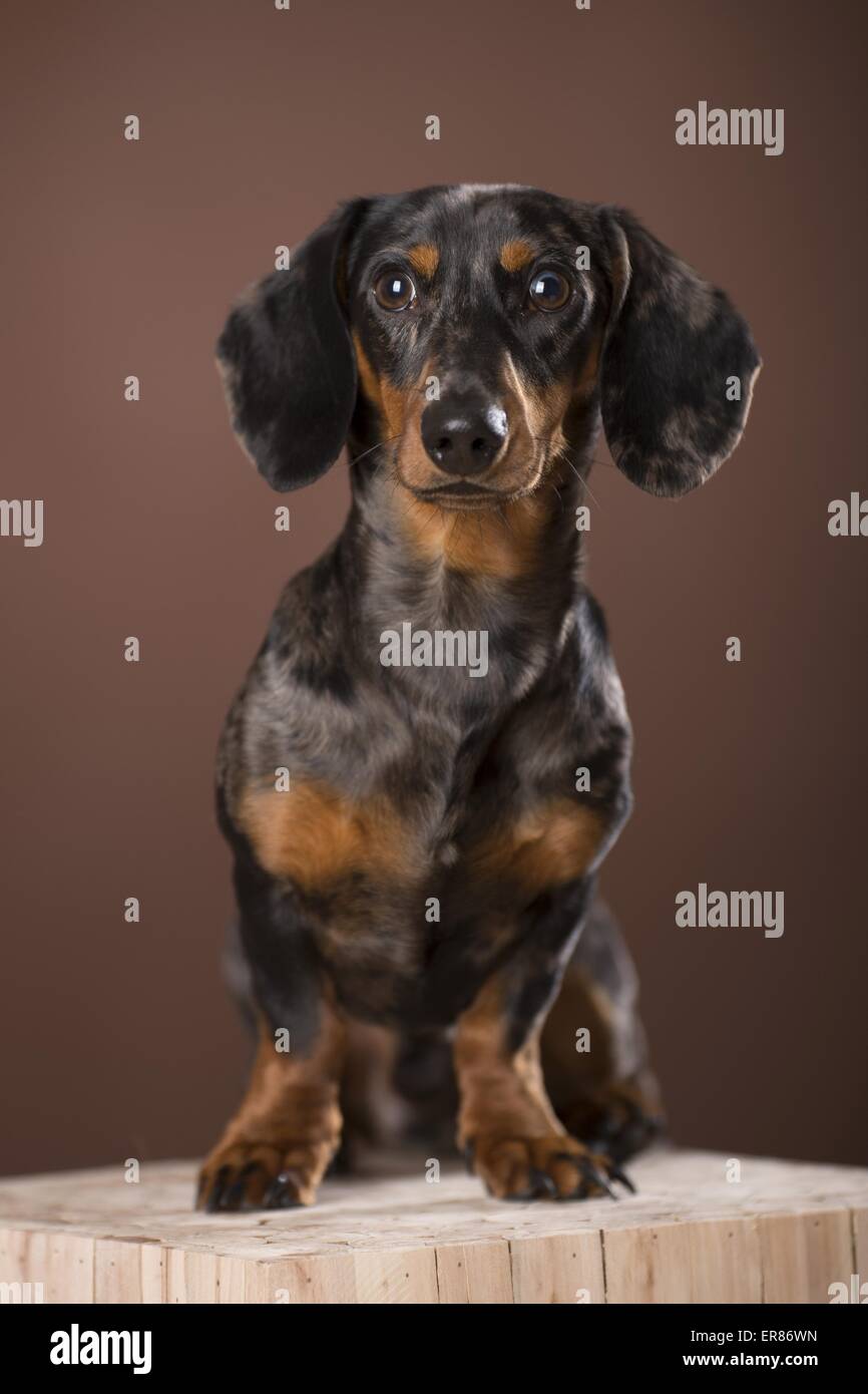 Sitzender tiger -Fotos und -Bildmaterial in hoher Auflösung – Alamy