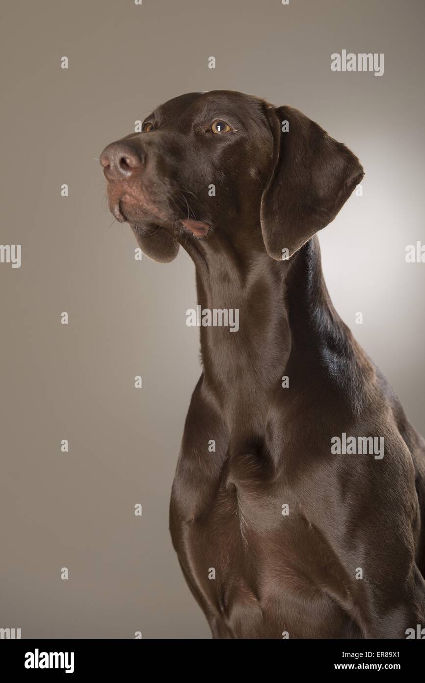 Deutsch kurzhaar zeiger hund -Fotos und -Bildmaterial in hoher ...