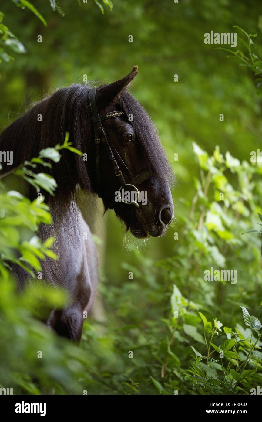 Tinker pferde -Fotos und -Bildmaterial in hoher Auflösung – Alamy
