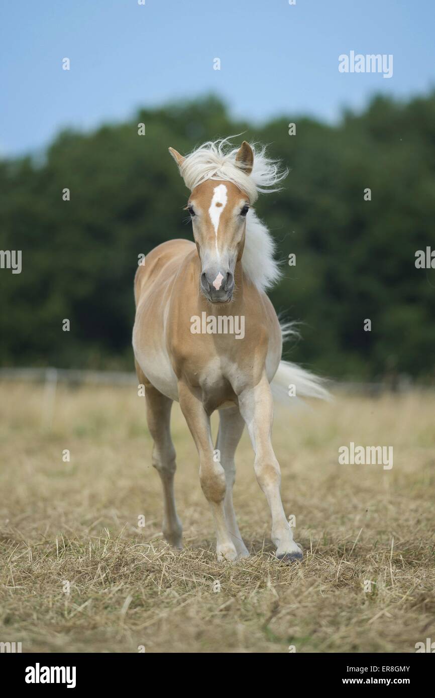 Pferd ponys pony galopp galoppierenden galopp galoppieren -Fotos und -Bildmaterial in hoher ...