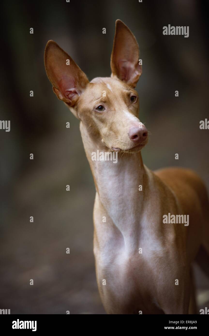 Kelb tal fenek -Fotos und -Bildmaterial in hoher Auflösung – Alamy