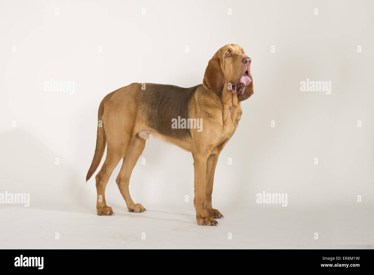 Blood hounds -Fotos und -Bildmaterial in hoher Auflösung – Alamy